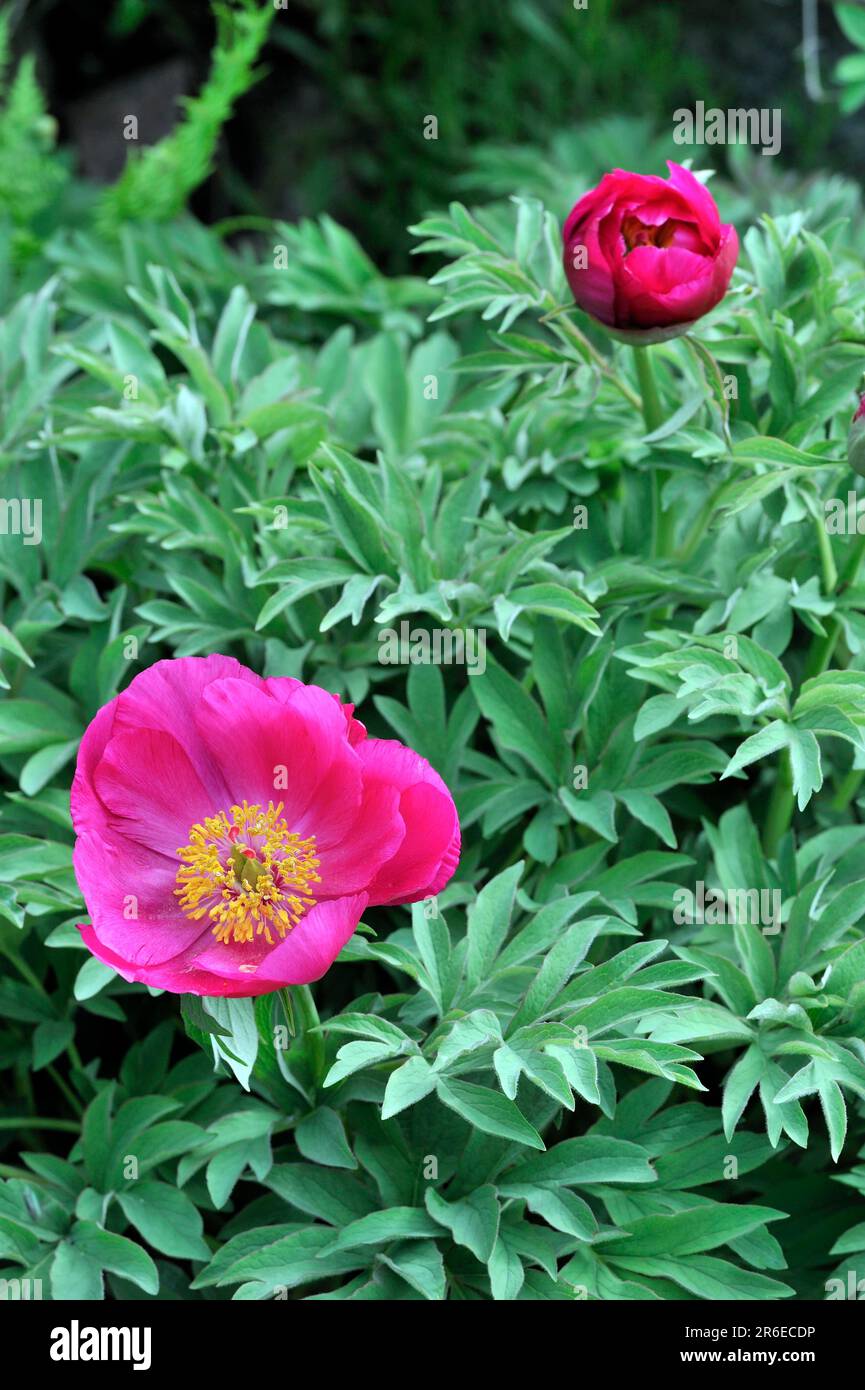 Peony (Paeonia officinalis villosa Stock Photo - Alamy