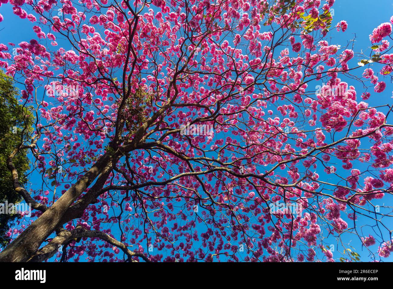 (Handroanthus heptaphyllus) Close up of beautiful Pink Trumpet Tree ...