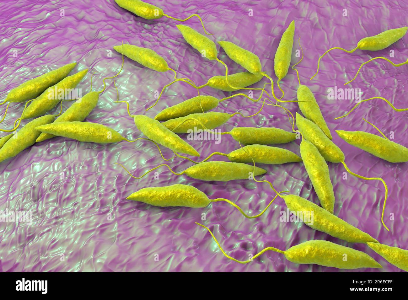 Leishmania sp. protozoa, computer illustration. This parasite causes ...