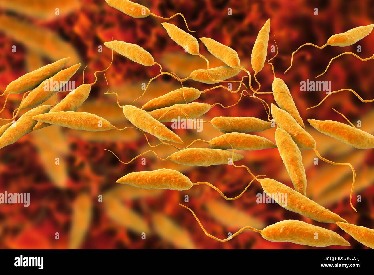 Leishmania sp. protozoa, computer illustration. This parasite causes ...