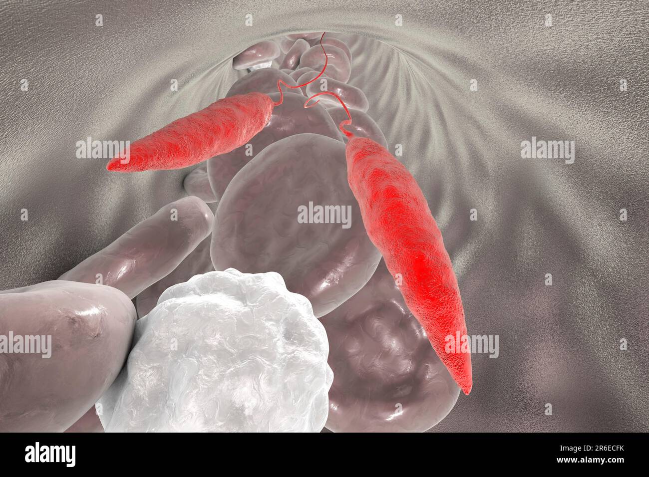 Leishmania sp. protozoa in blood, computer illustration. This parasite ...