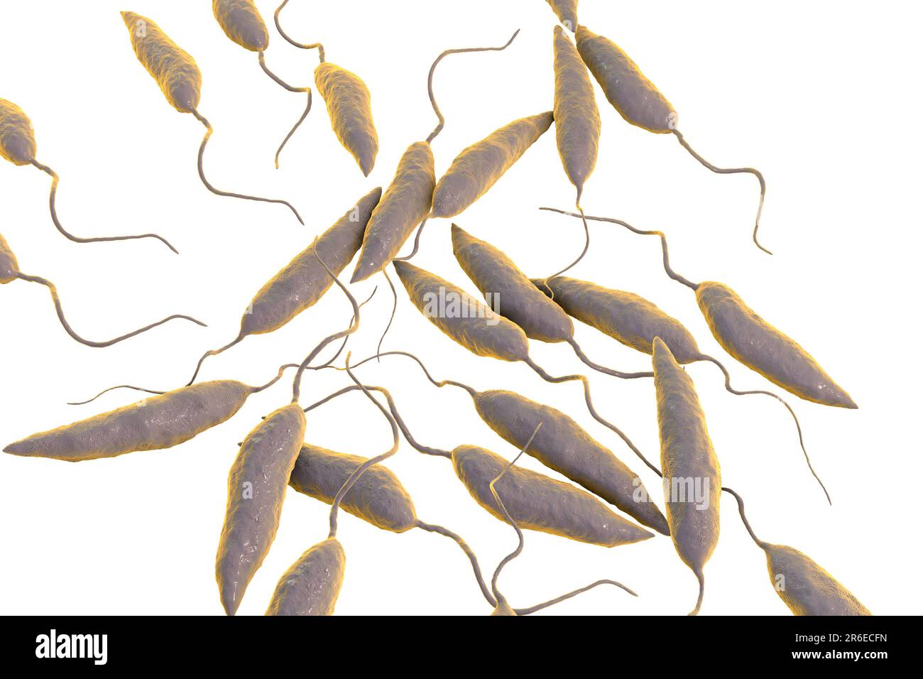 Leishmania sp. protozoa, computer illustration. This parasite causes ...