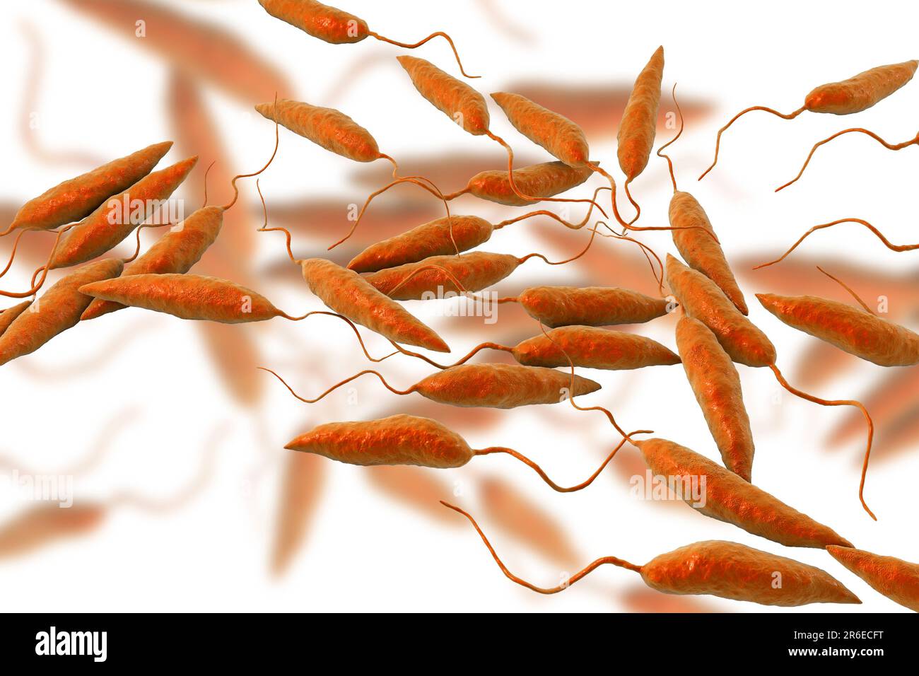 Leishmania sp. protozoa, computer illustration. This parasite causes ...