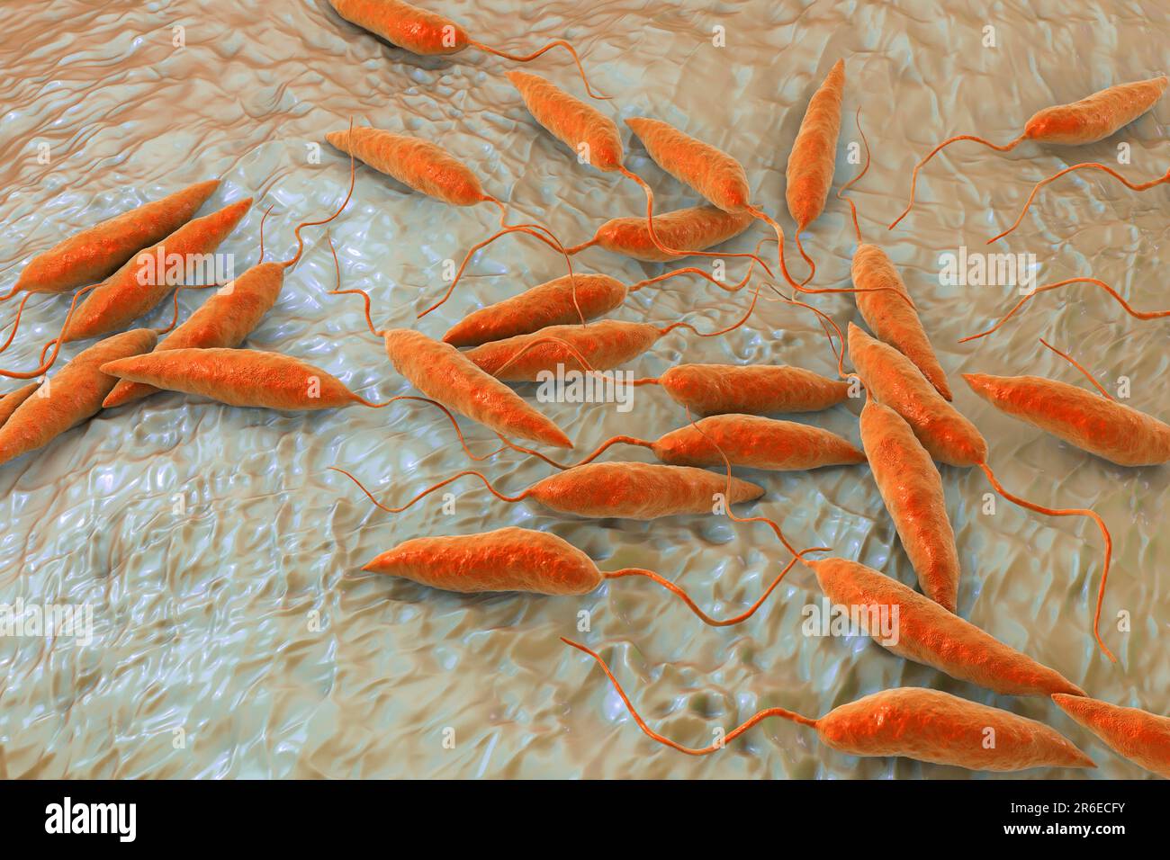 Leishmania sp. protozoa, computer illustration. This parasite causes ...