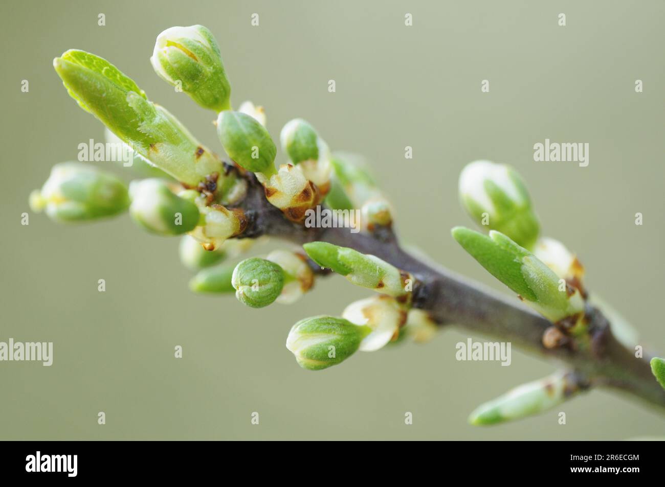 Hawthorn (Crataegus monogyna) buds, North Rhine-Westphalia, Germany ...