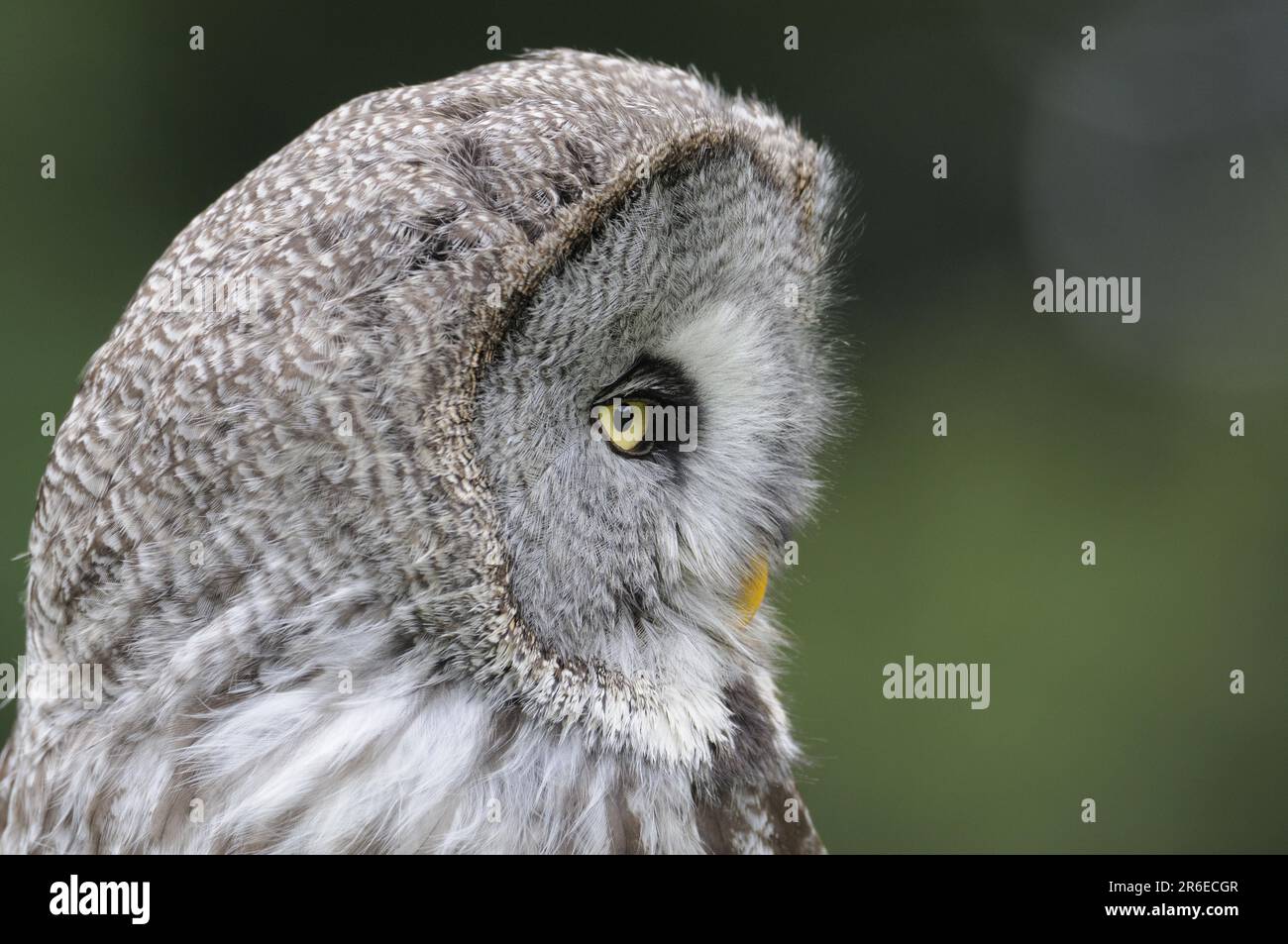 Great Gray Owl (Strix nebulosa), side, profile Stock Photo - Alamy