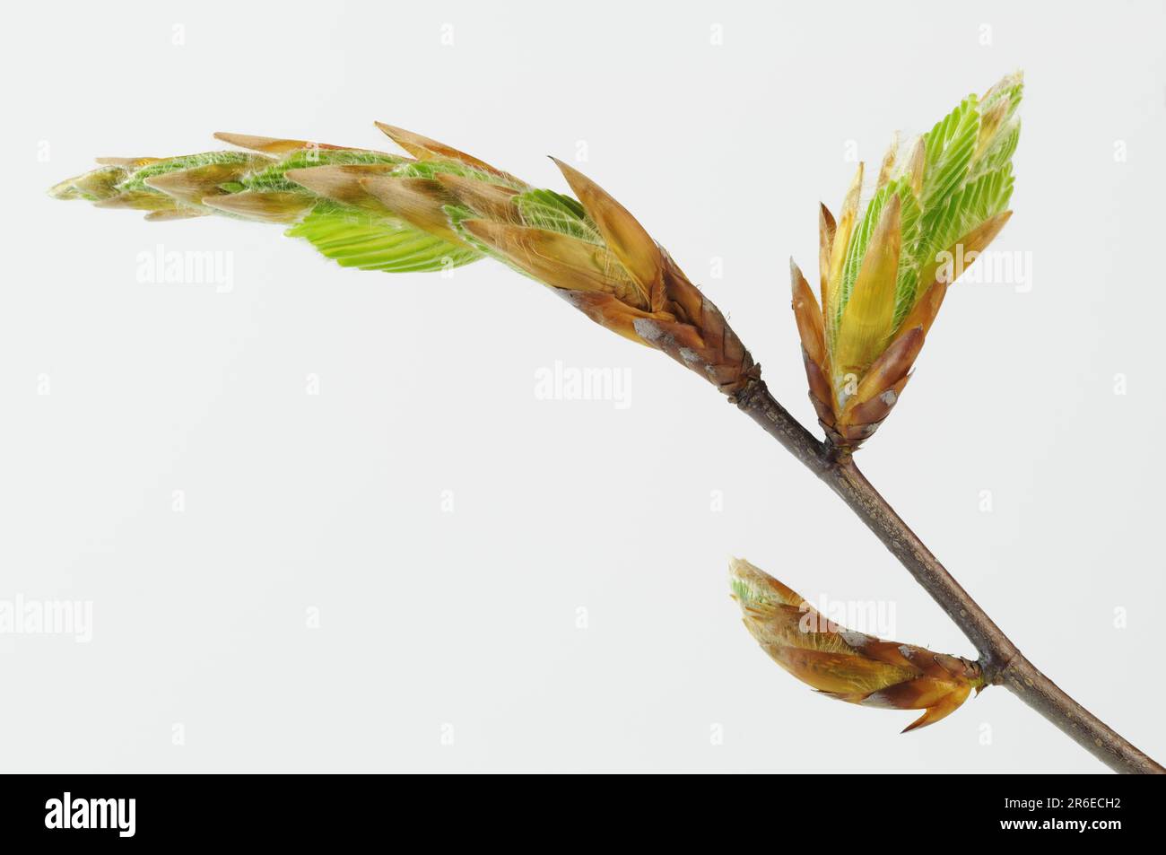 Beech twig with young leaves hi-res stock photography and images - Alamy