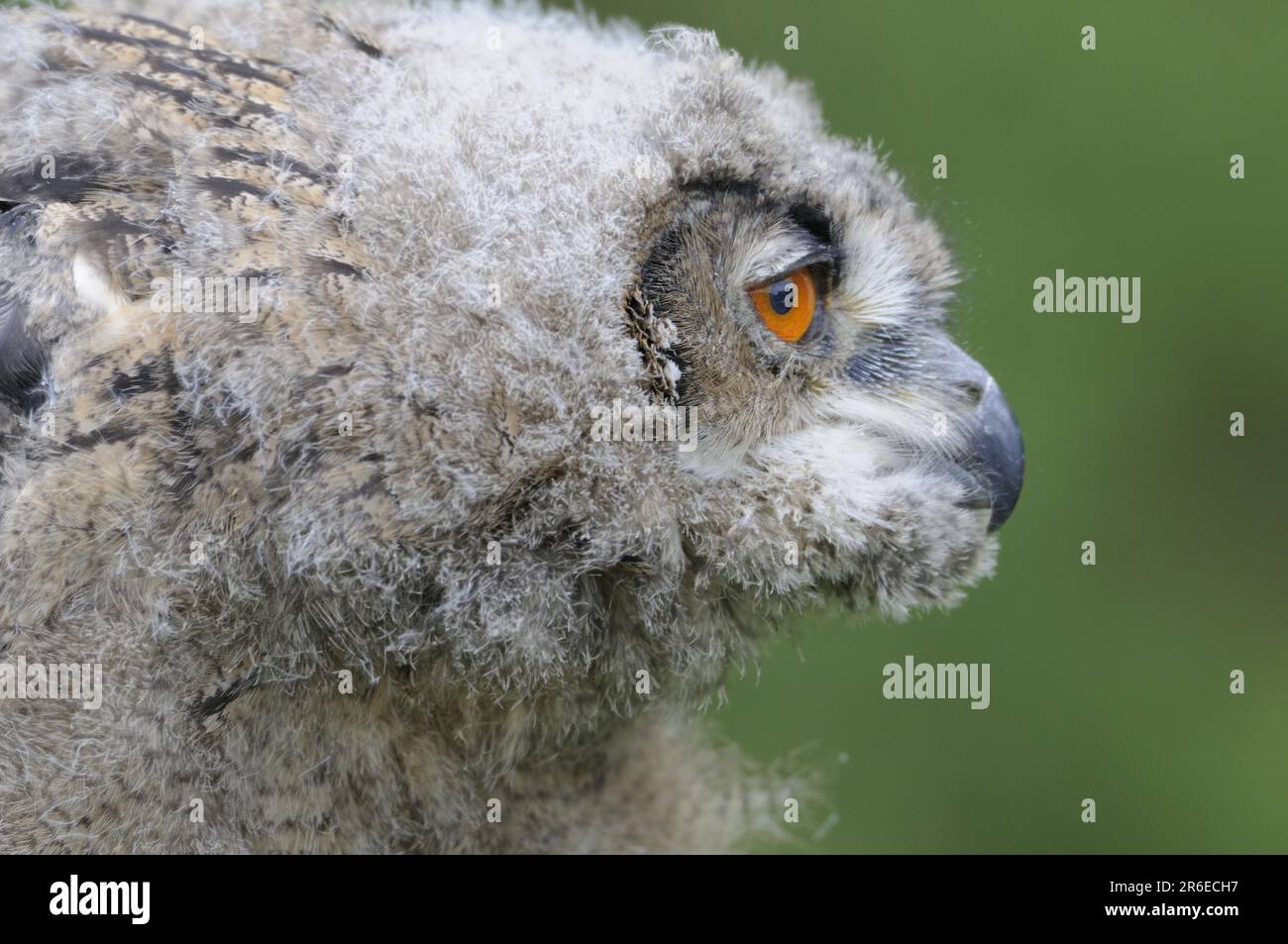 Eagle Owl (Bubo bubo), fledgeling, side, profile Stock Photo - Alamy