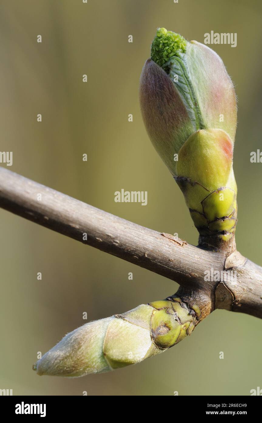 Sycamore (Acer pseudoplatanus), opening bud, North Rhine-Westphalia ...