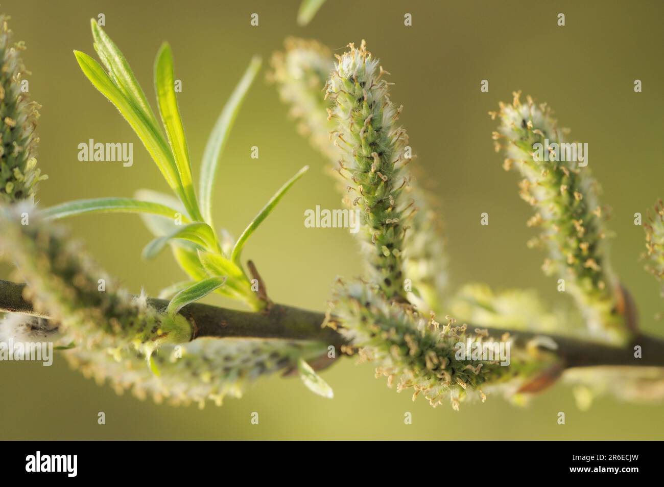 White Willow (Salix alba), male catkins, North Rhine-Westphalia ...