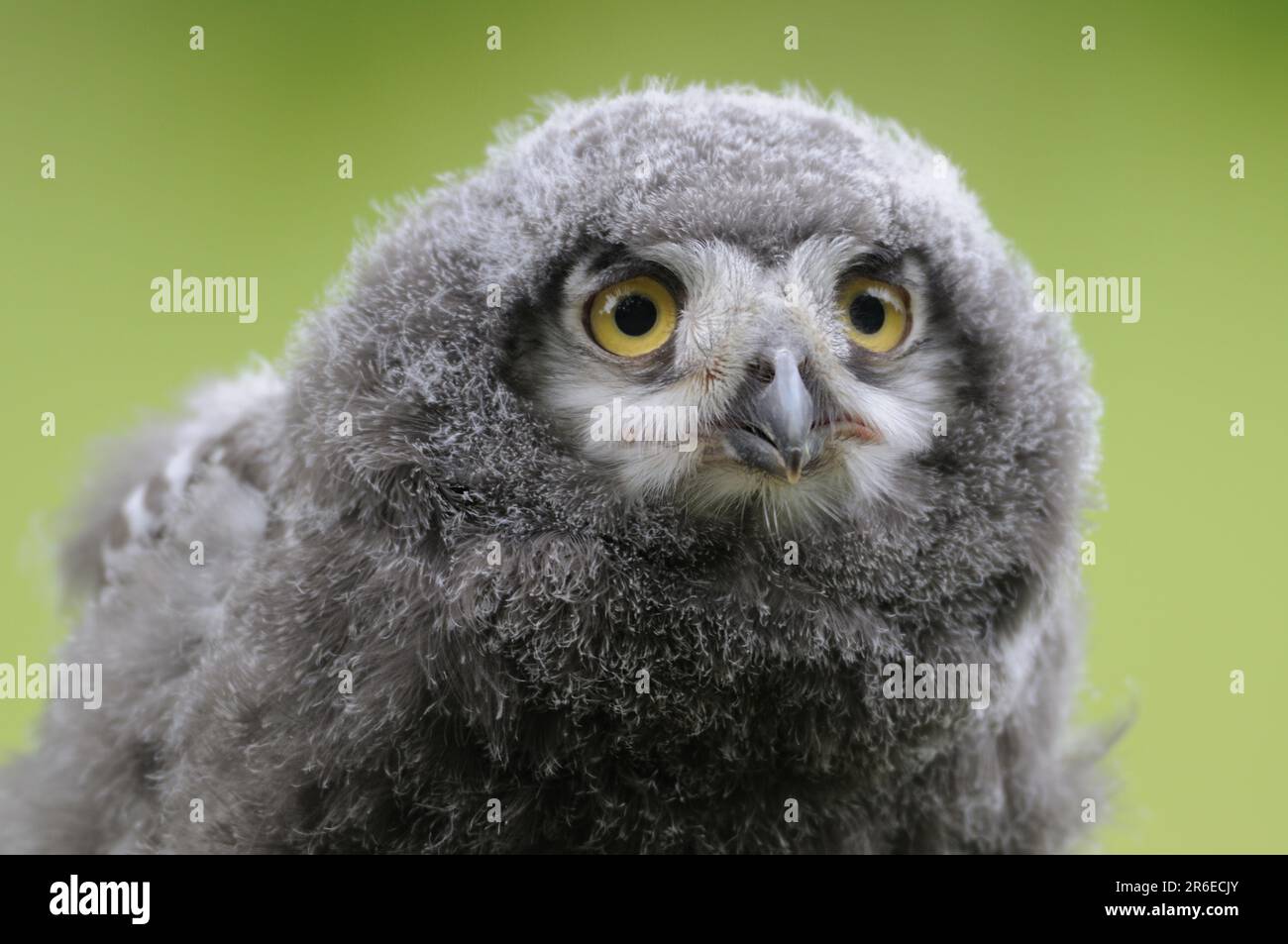 Snowy owl chick hi-res stock photography and images - Alamy