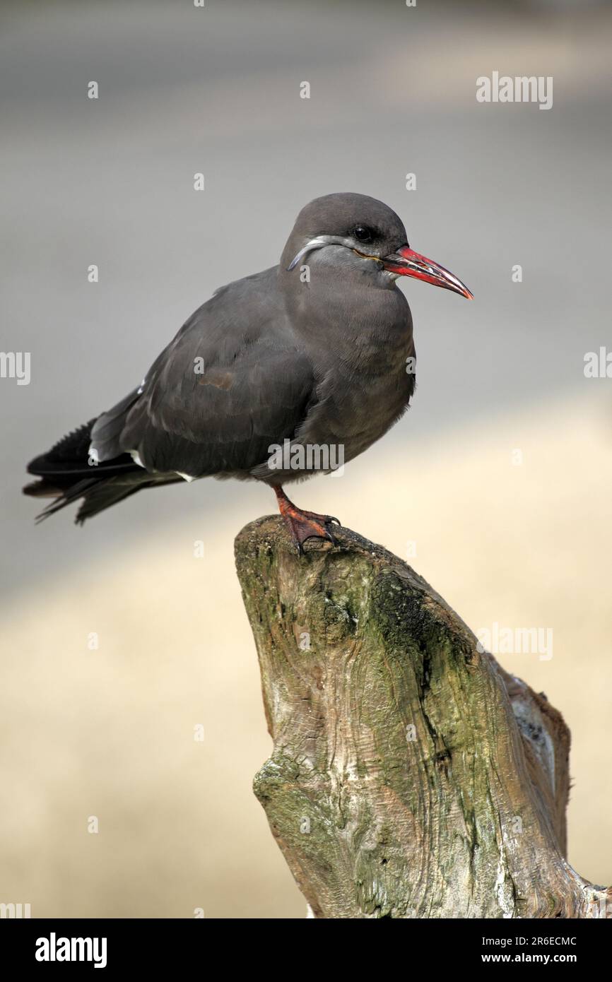 Inca tern (Larosterna inca Stock Photo - Alamy