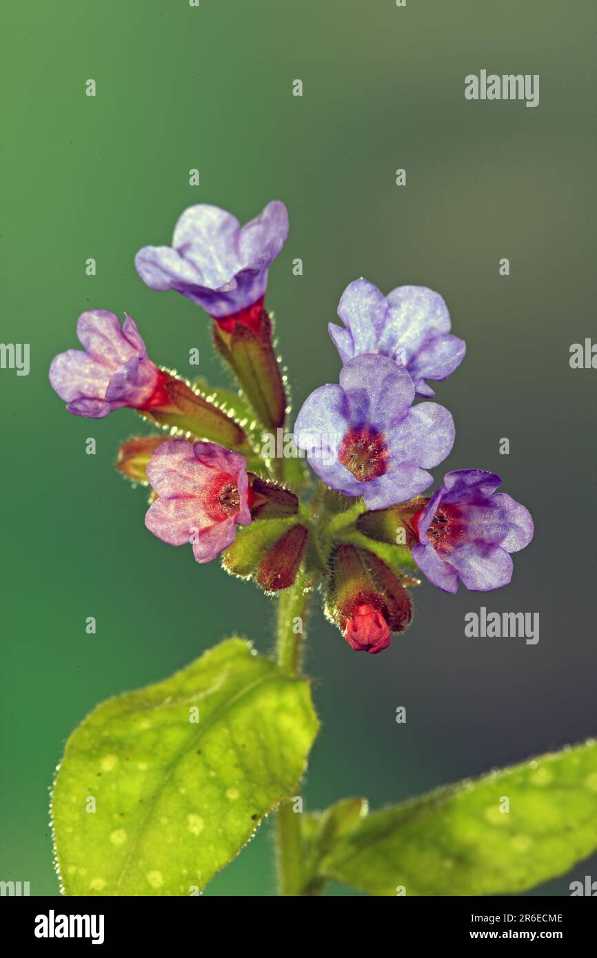 Common lungwort (Pulmonaria officinalis), Germany Stock Photo - Alamy