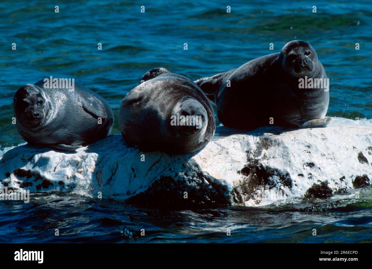 Baikal Seals (Phoca sibirica), Ushkany Islands, Lake Baikal, Russia ...