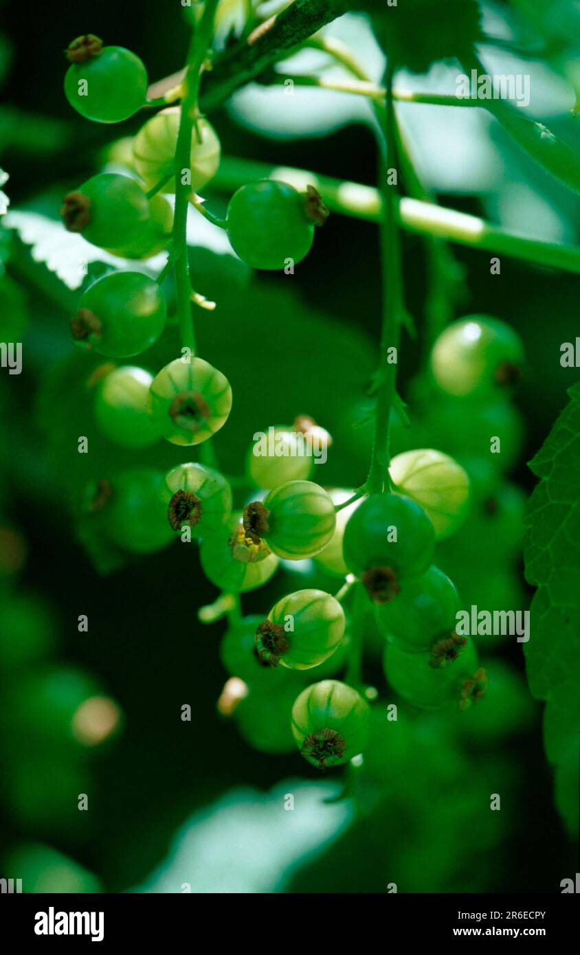 Ribes rubrum blossom hi-res stock photography and images - Alamy