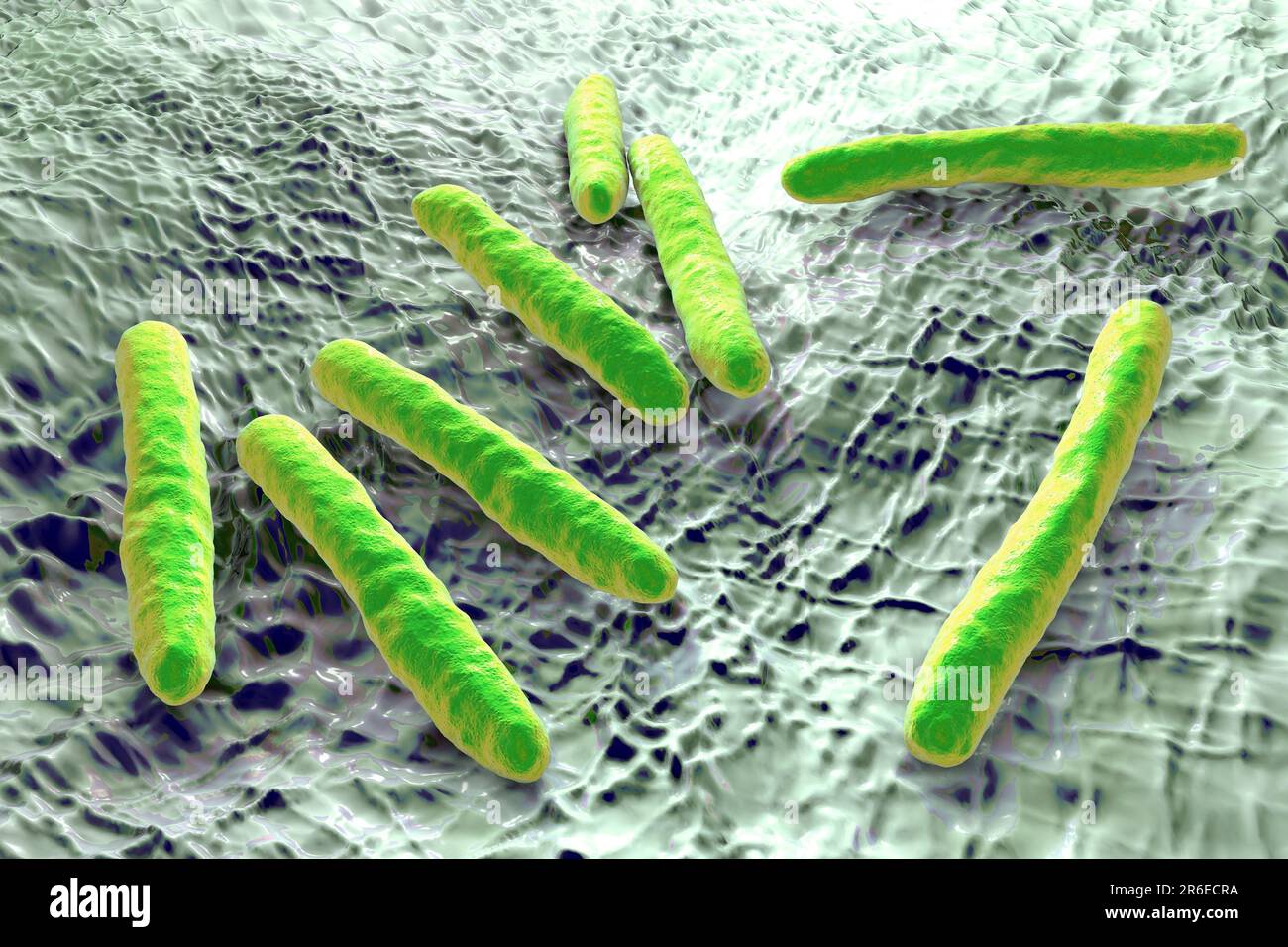 Tuberculosis bacteria. Computer artwork of Mycobacterium tuberculosis ...