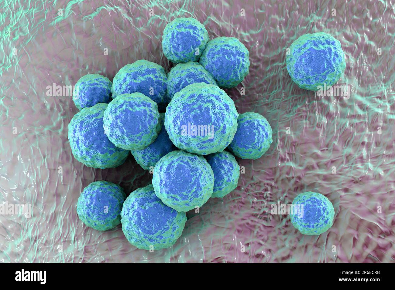 MRSA bacteria. Computer artwork of methicillin-resistant Staphylococcus ...