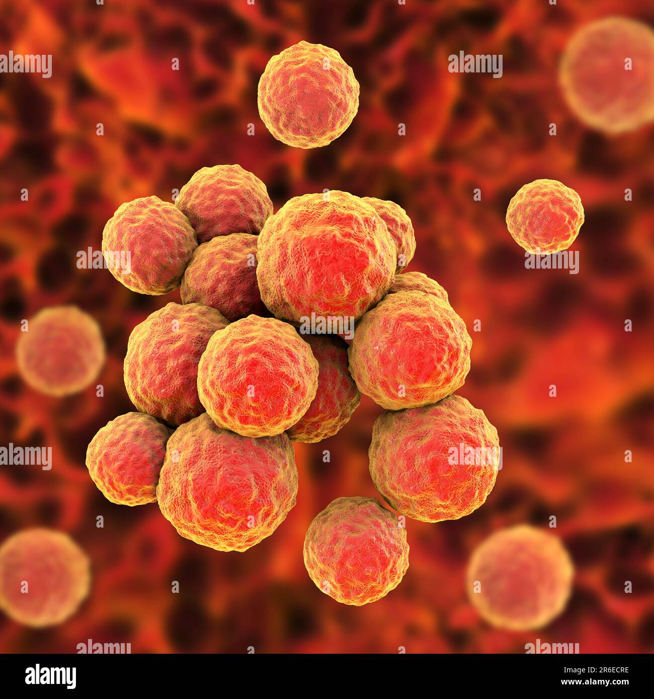 MRSA bacteria. Computer artwork of methicillin-resistant Staphylococcus aureus (MRSA) bacteria ...