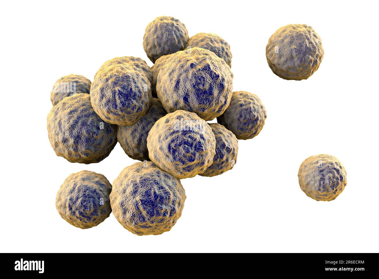 MRSA bacteria. Computer artwork of methicillin-resistant Staphylococcus aureus (MRSA) bacteria ...