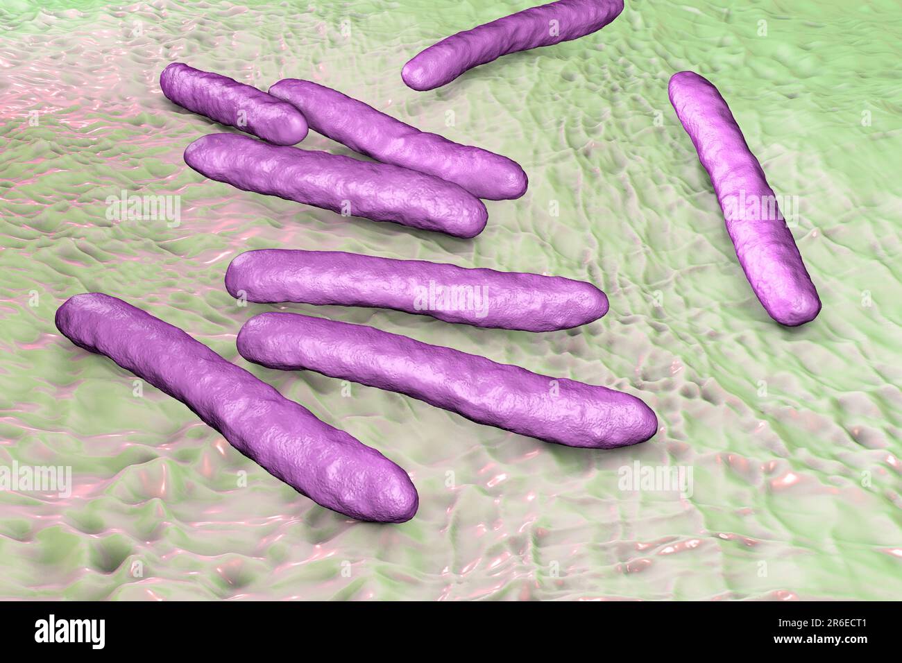 Tuberculosis bacteria. Computer artwork of Mycobacterium tuberculosis bacteria, the Gram ...