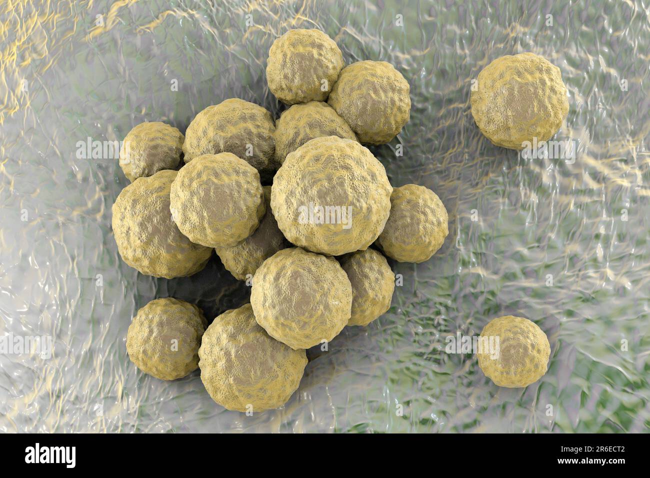 MRSA bacteria. Computer artwork of methicillin-resistant Staphylococcus ...