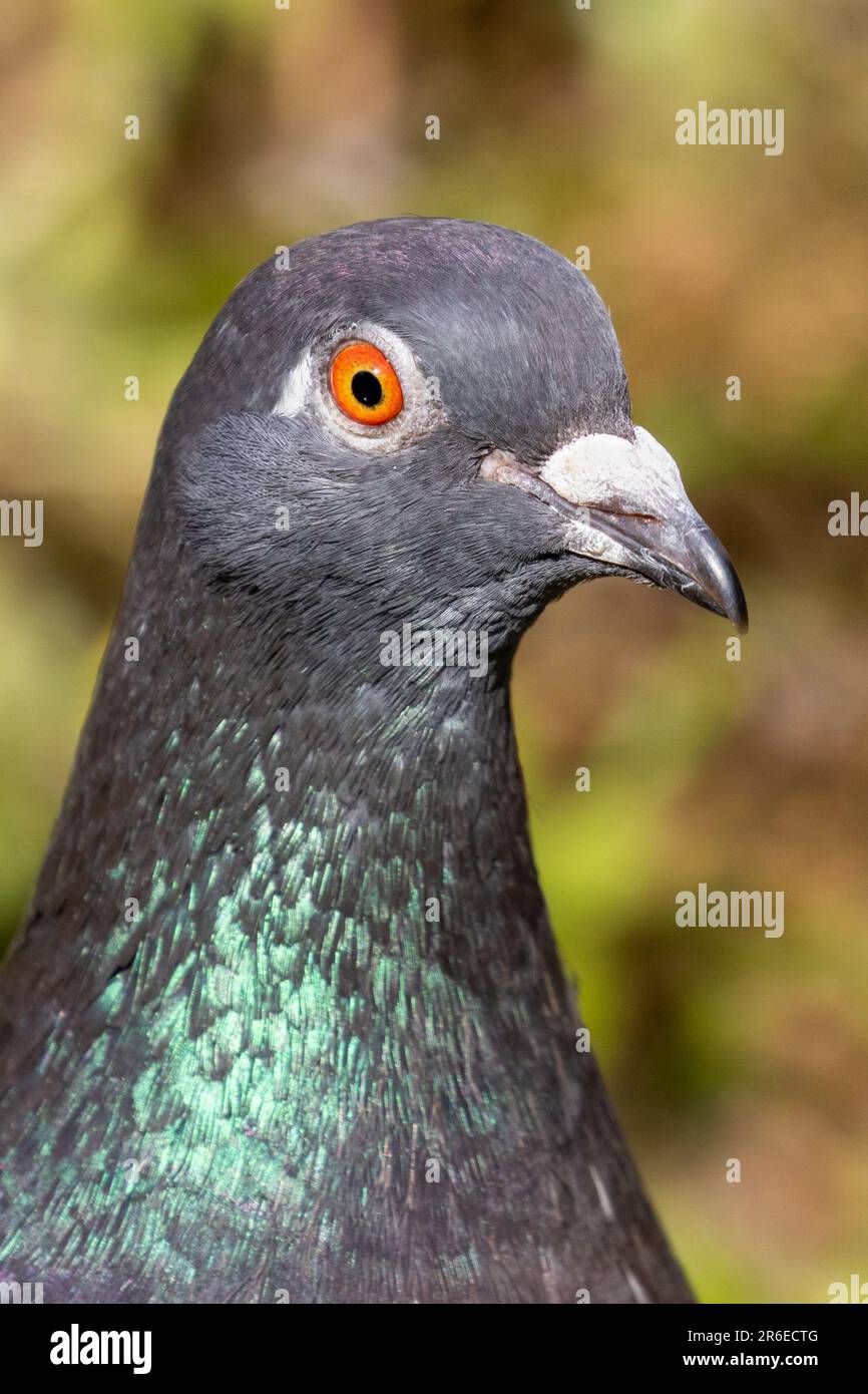 Feral pigeon, Columba livia, UK Stock Photo - Alamy