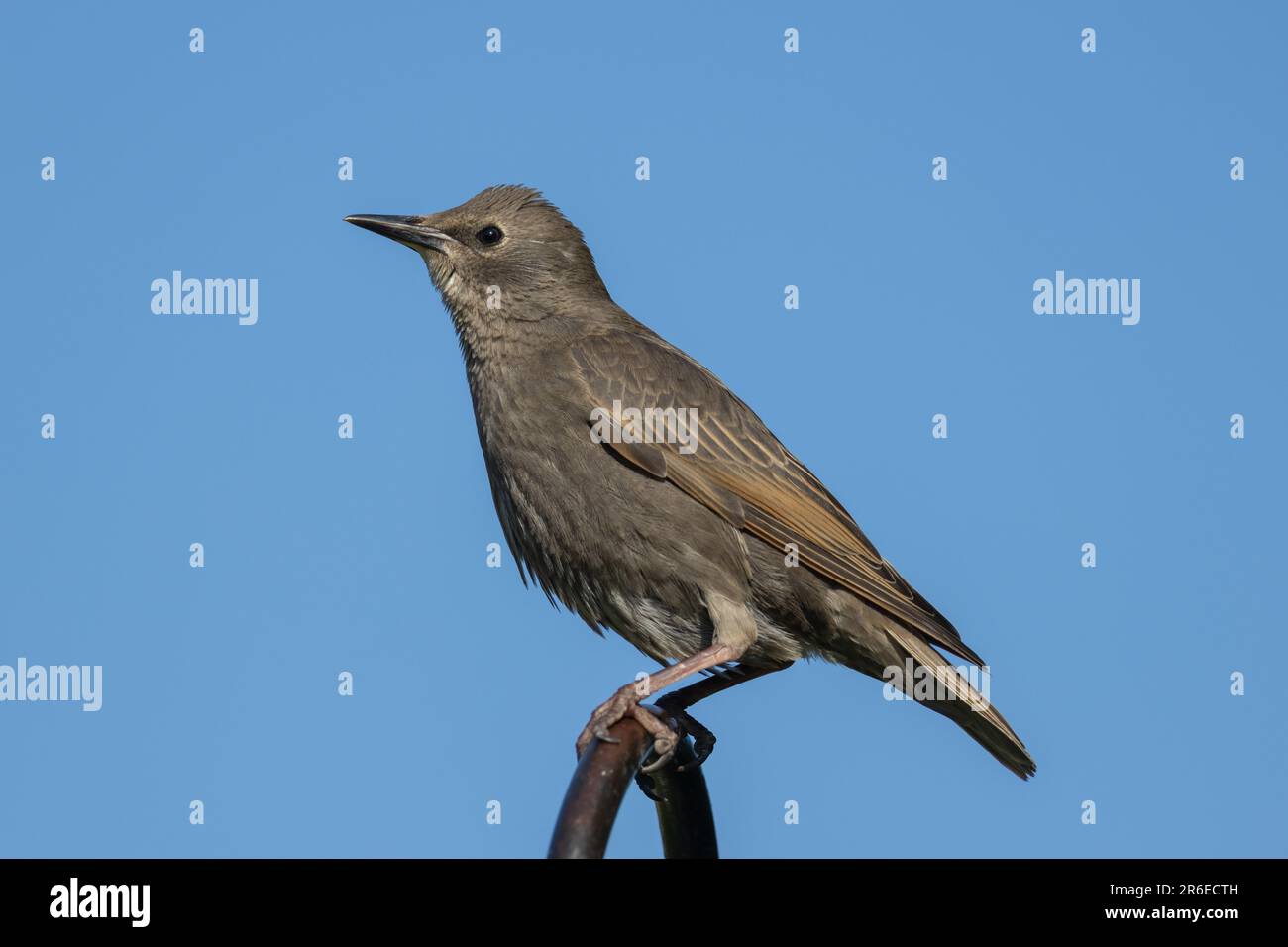 Fledgling starling hi-res stock photography and images - Alamy