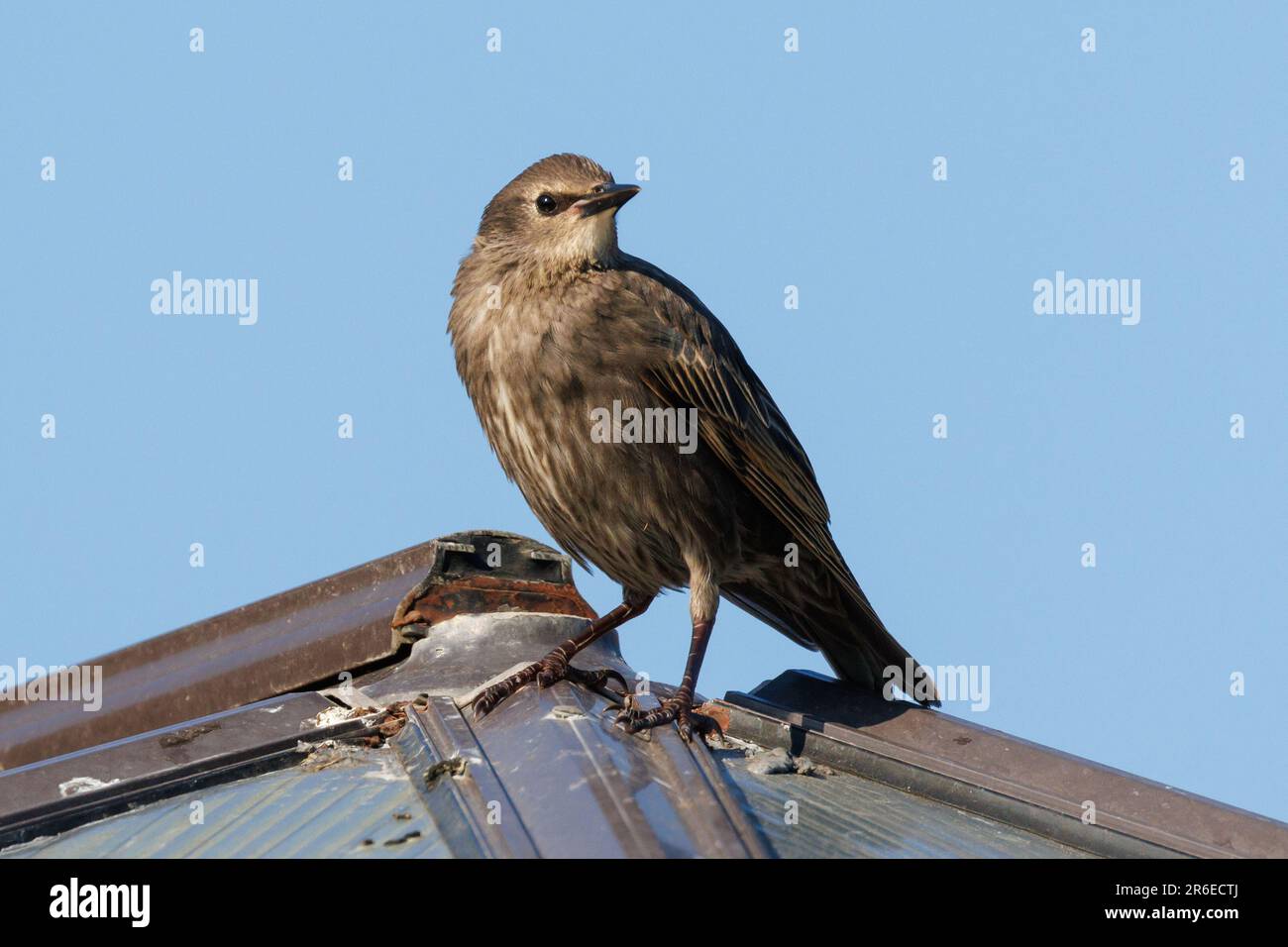 Fledgling starling hi-res stock photography and images - Alamy