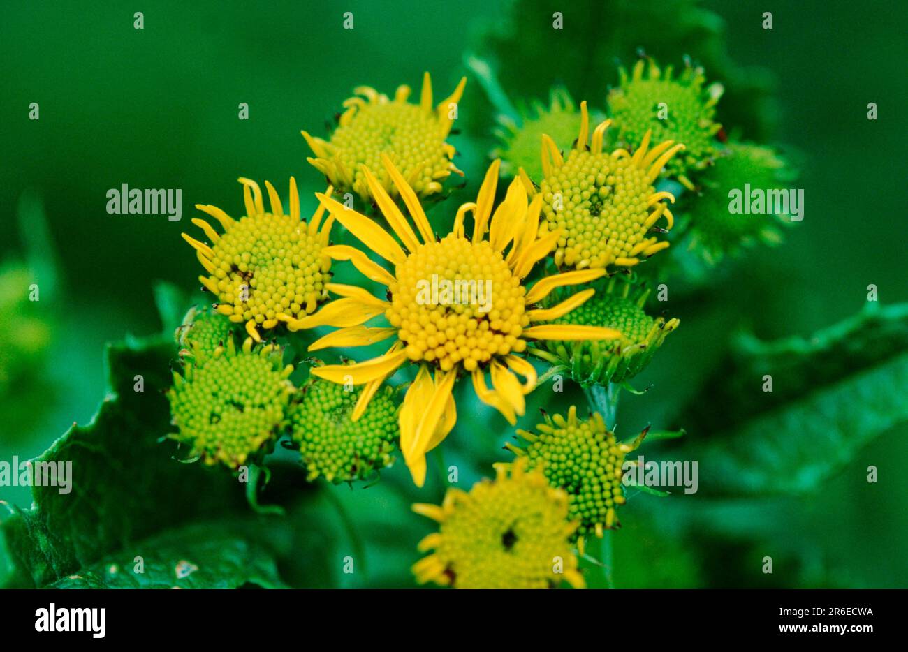 Senecio asteraceae hi-res stock photography and images - Alamy