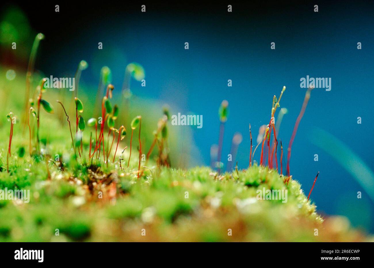 Common haircap moss hi-res stock photography and images - Alamy