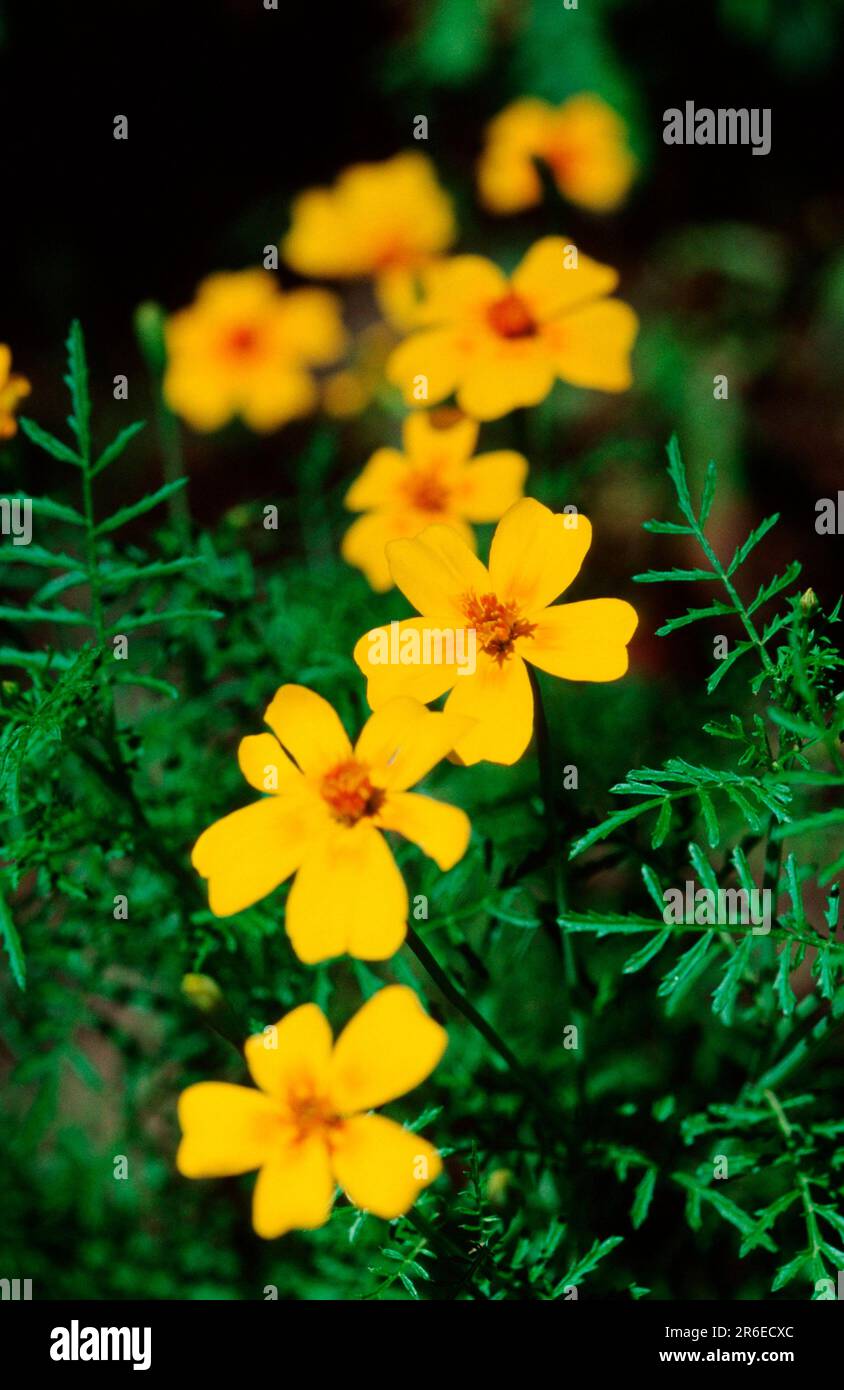 Tenuifolia hi-res stock photography and images - Alamy