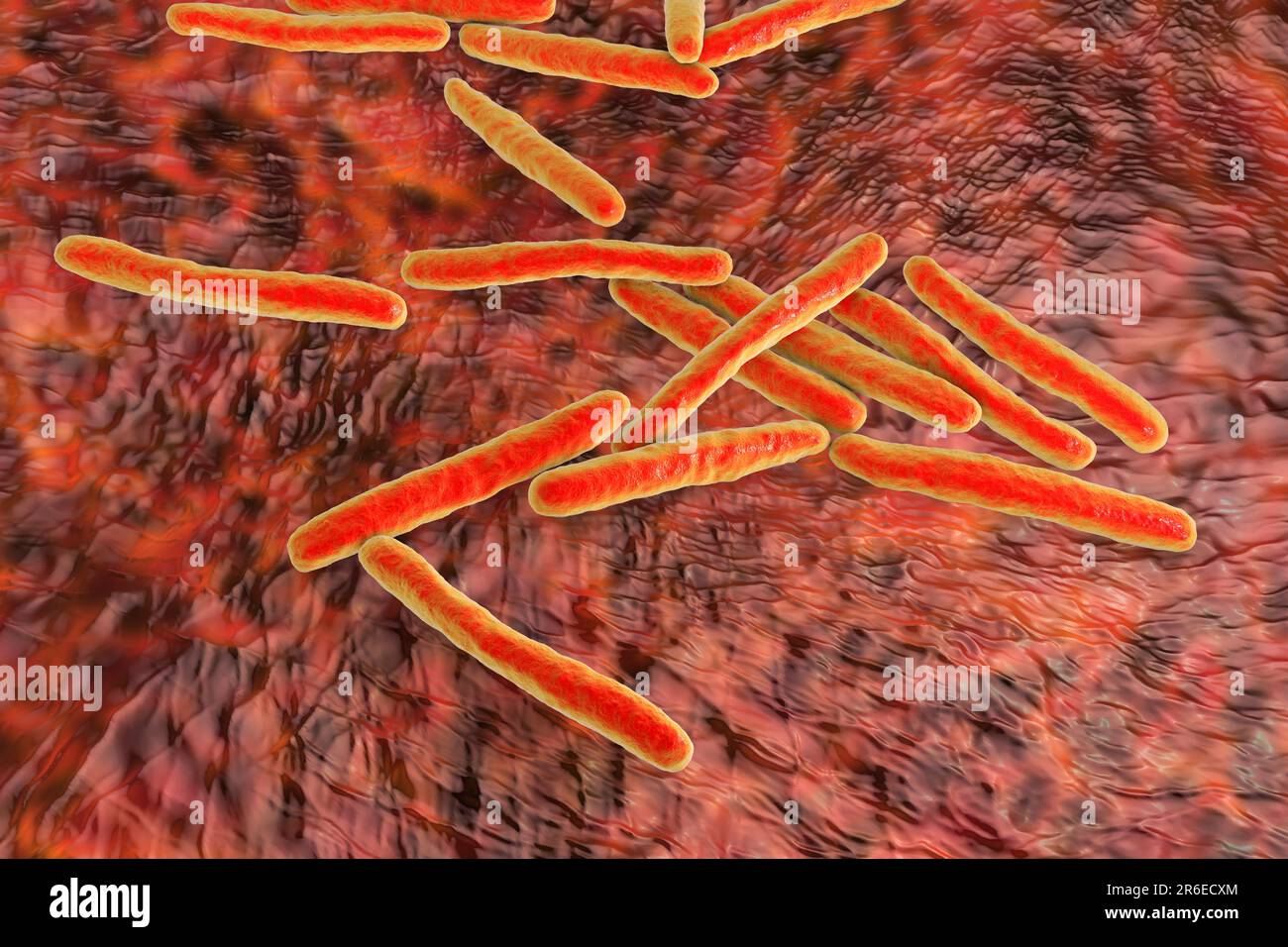Tuberculosis bacteria. Computer artwork of Mycobacterium tuberculosis bacteria, the Gram ...