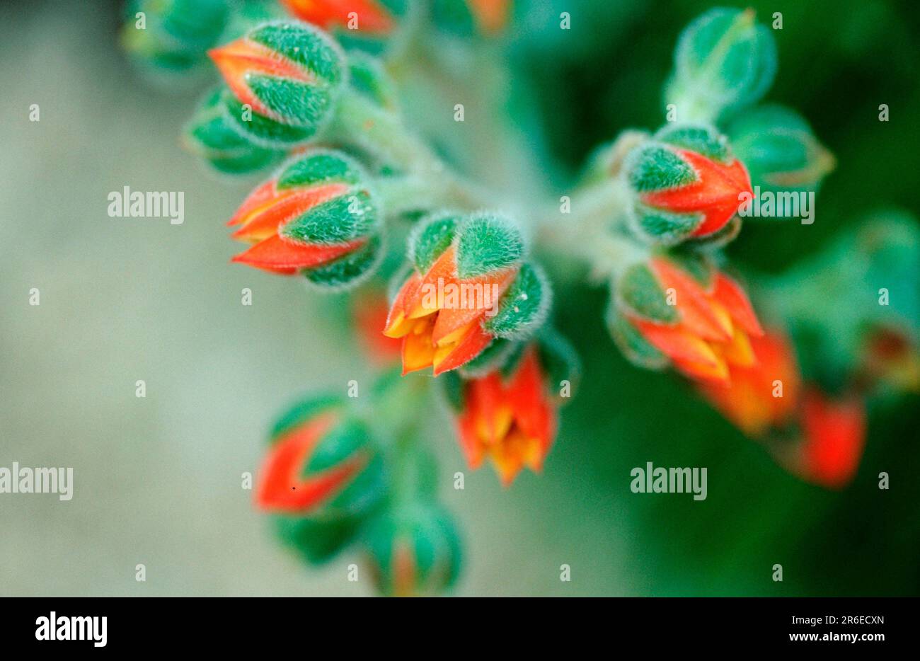 Secunda plant hi-res stock photography and images - Alamy