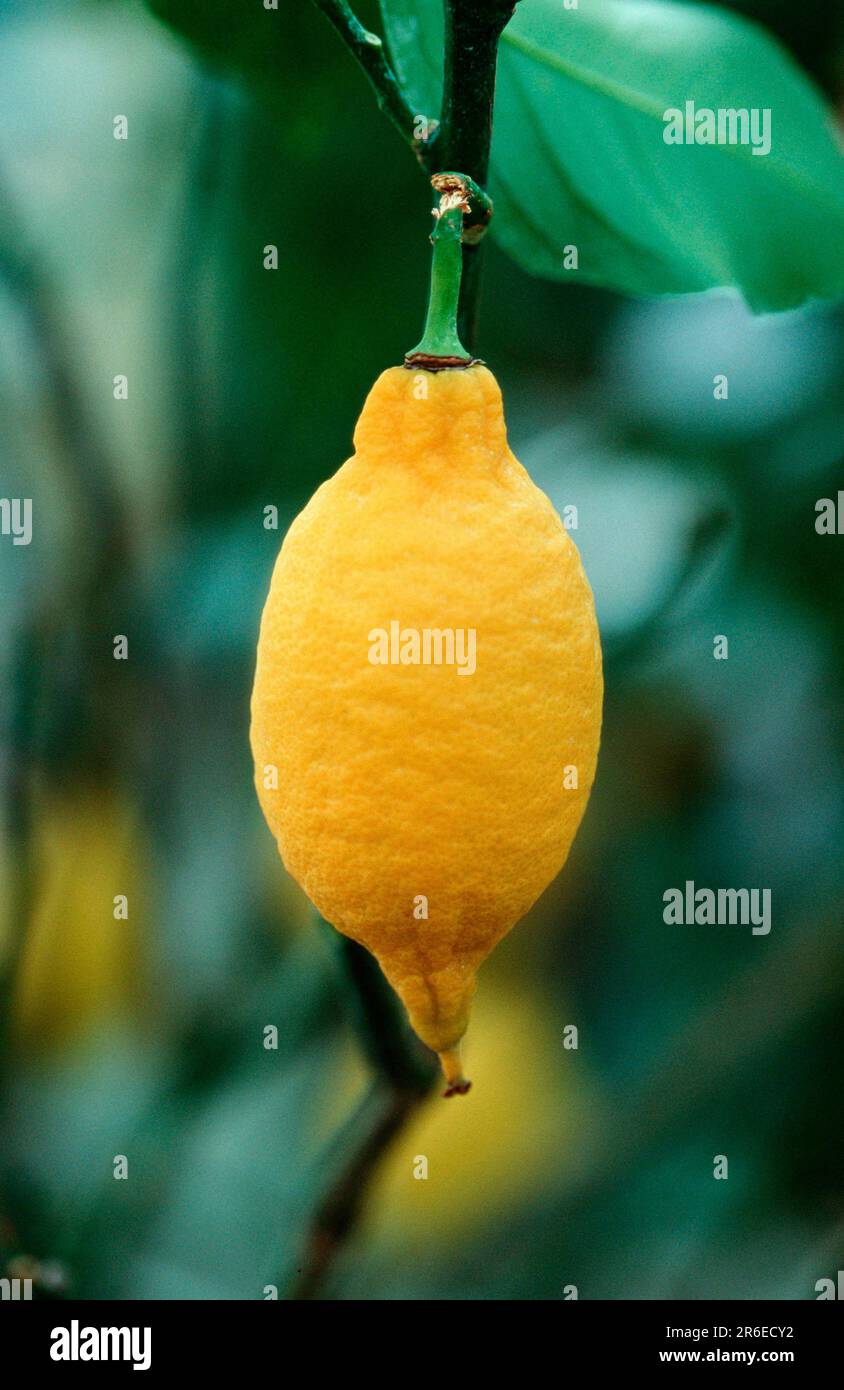 Lemon (Citrus limon Stock Photo - Alamy