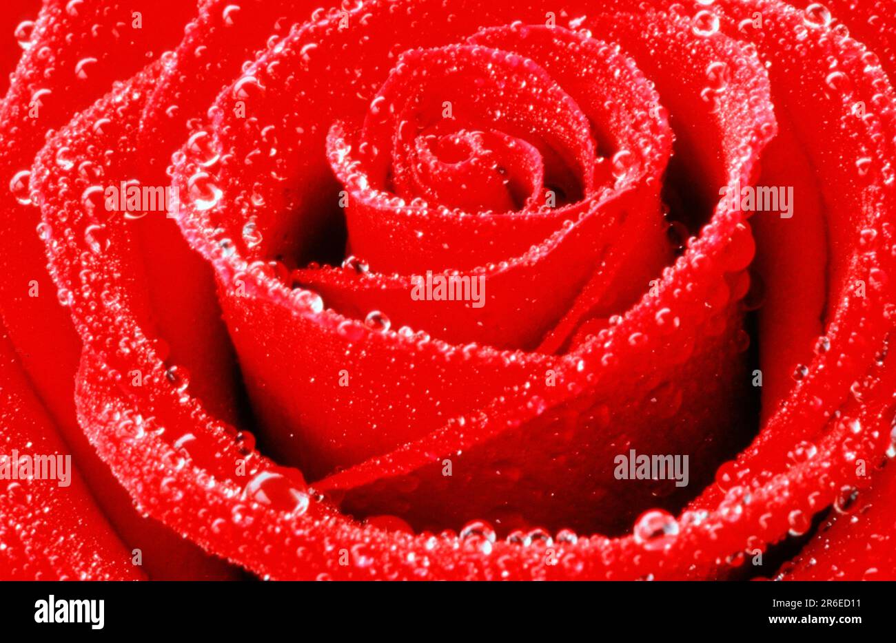 Rose, flower detail Stock Photo - Alamy