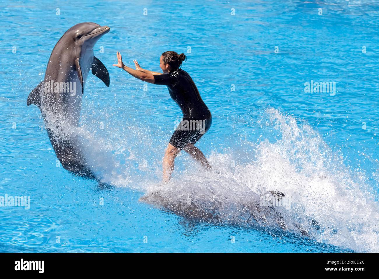 Dolphin Show at Loro Parque Stock Photo - Alamy