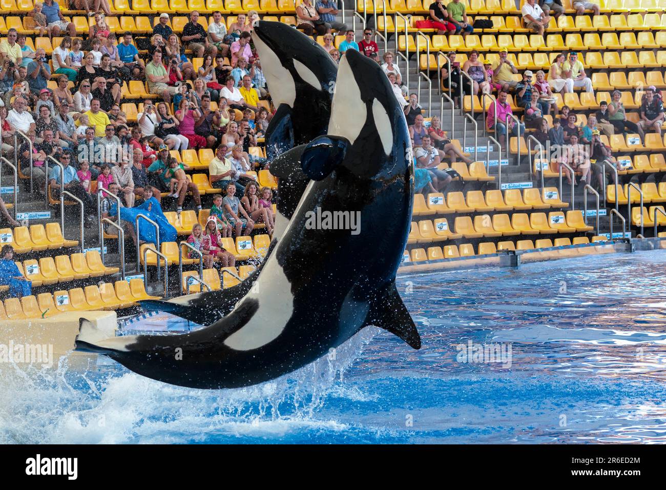 Killer Whale Show Stock Photo - Alamy