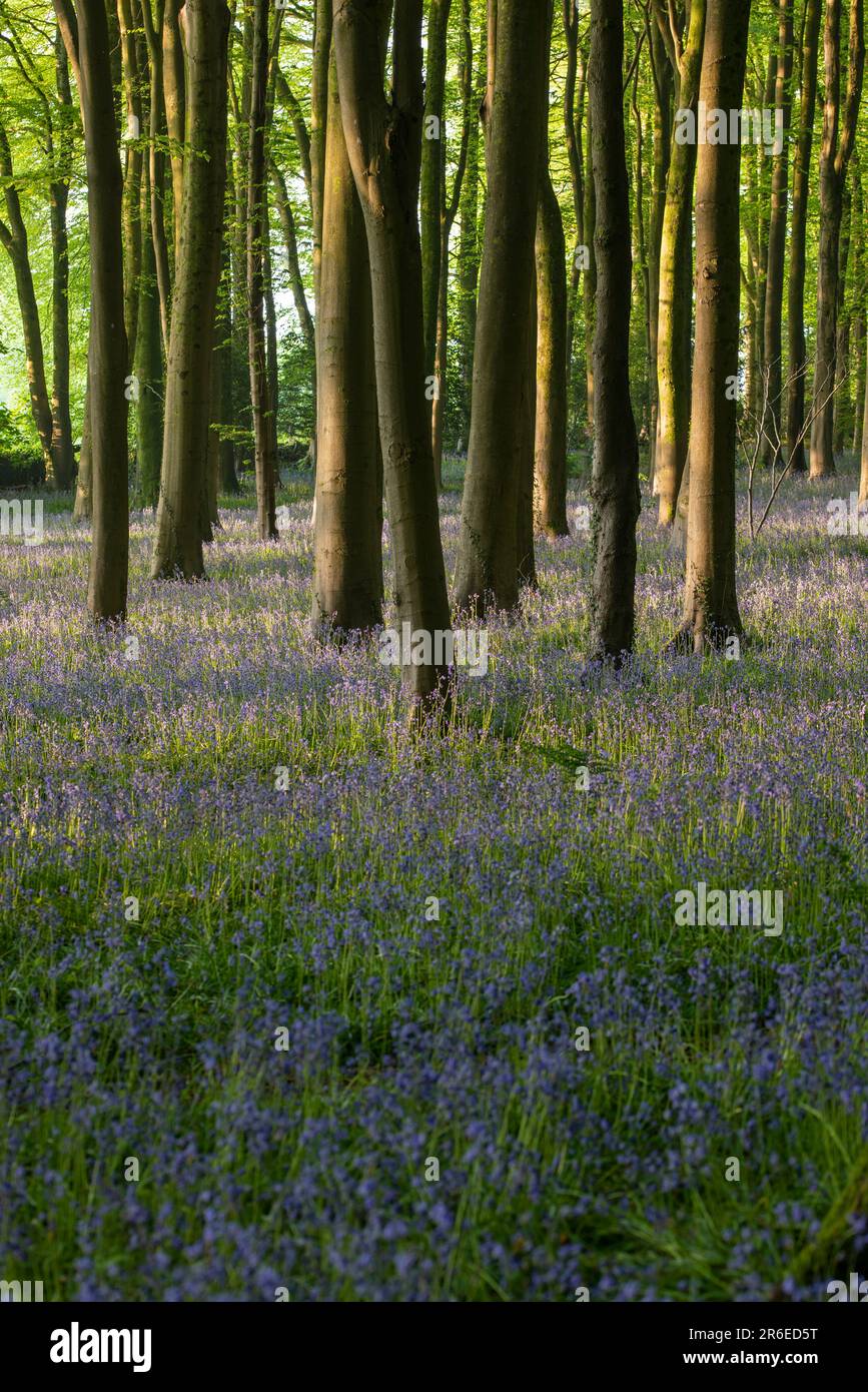 The blue bells catching some sunlight Stock Photo - Alamy