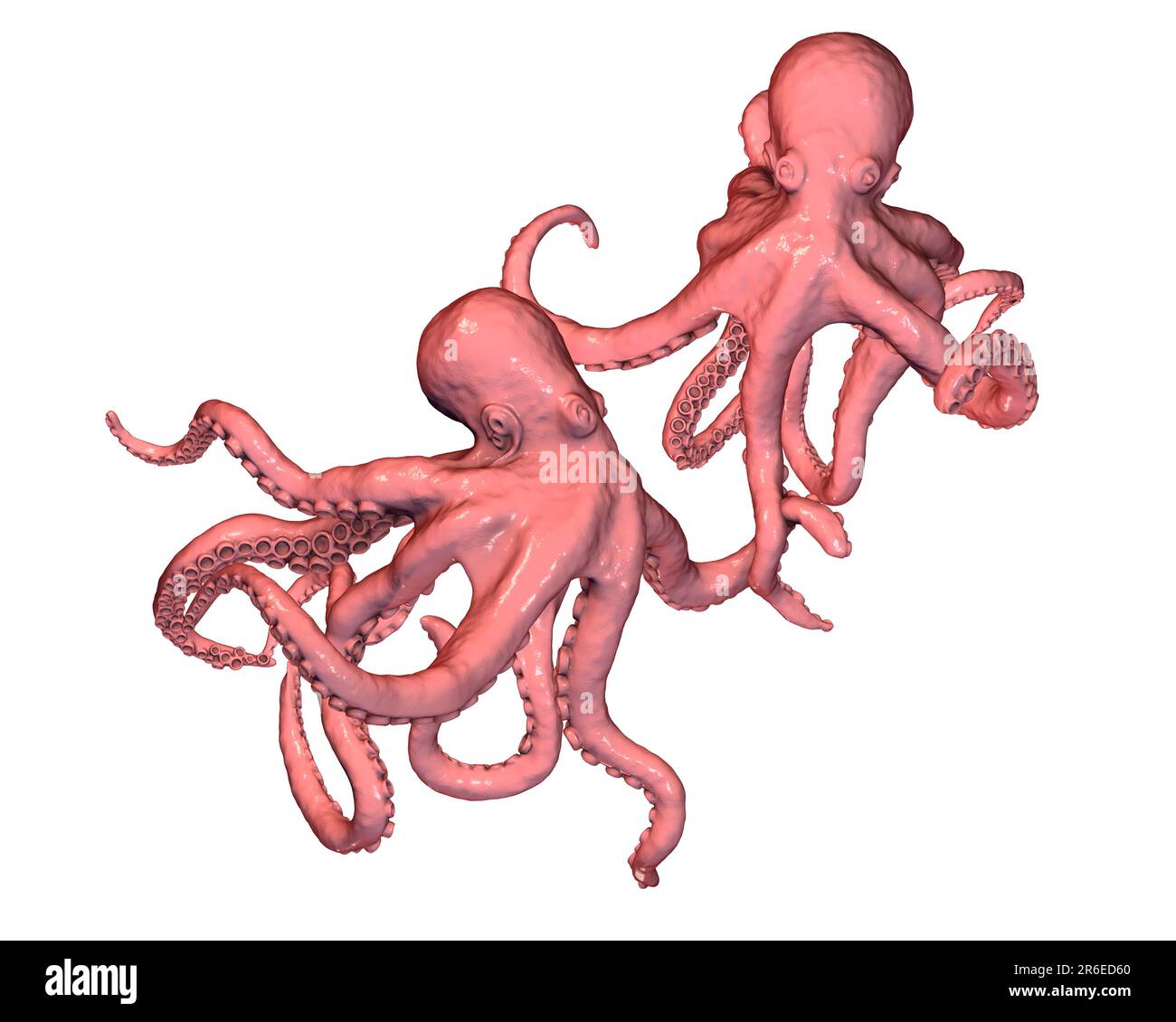 Octopus, computer illustration Stock Photo - Alamy
