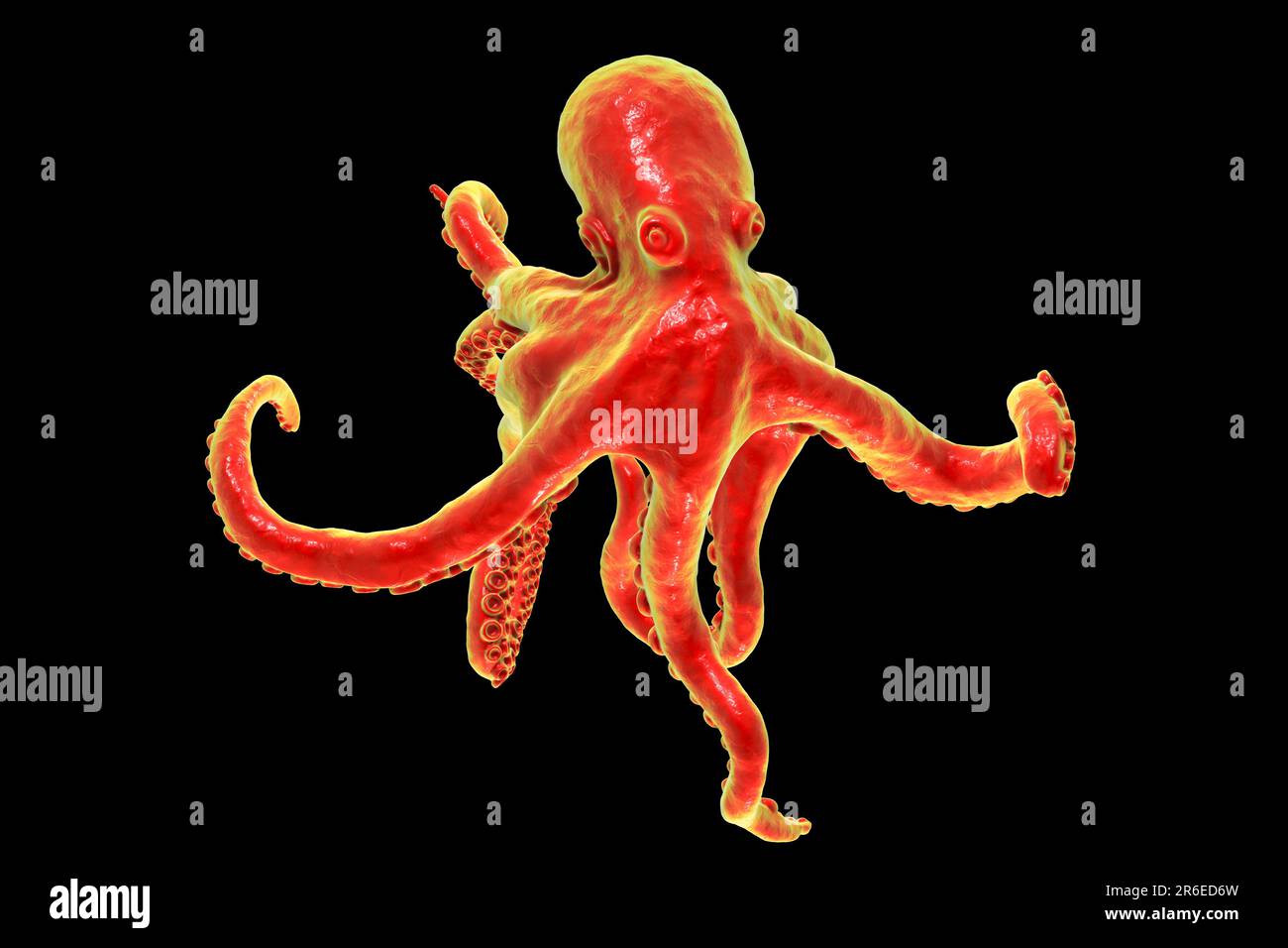 Octopus, computer illustration Stock Photo - Alamy
