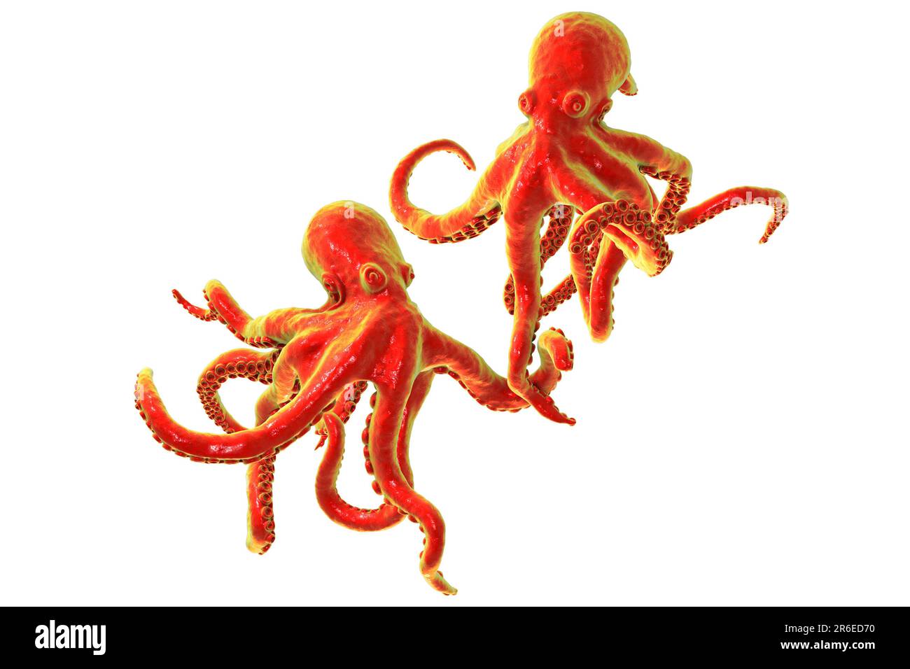 Octopus, computer illustration Stock Photo - Alamy