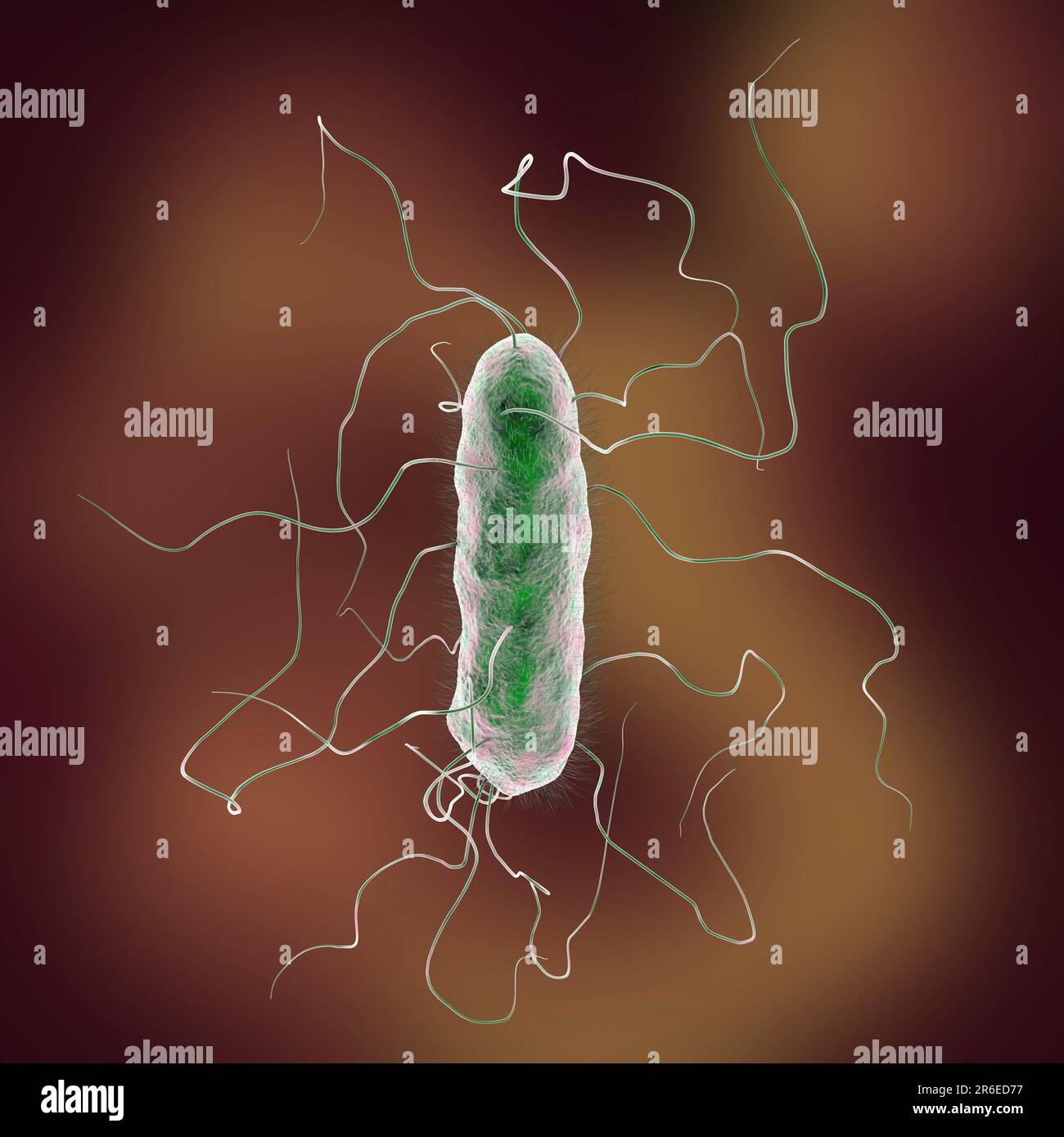 Proteus Mirabilis Capsule