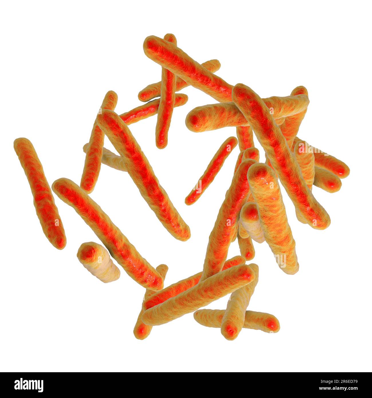 Tuberculosis bacteria. Computer artwork of Mycobacterium tuberculosis bacteria, the Gram ...