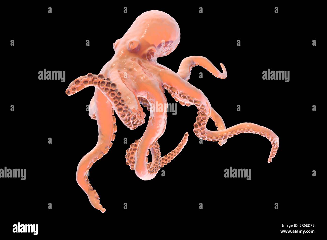 Octopus, computer illustration Stock Photo - Alamy