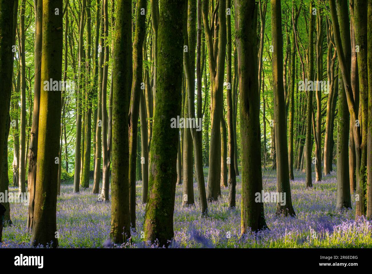 The blue bells catching some sunlight Stock Photo - Alamy