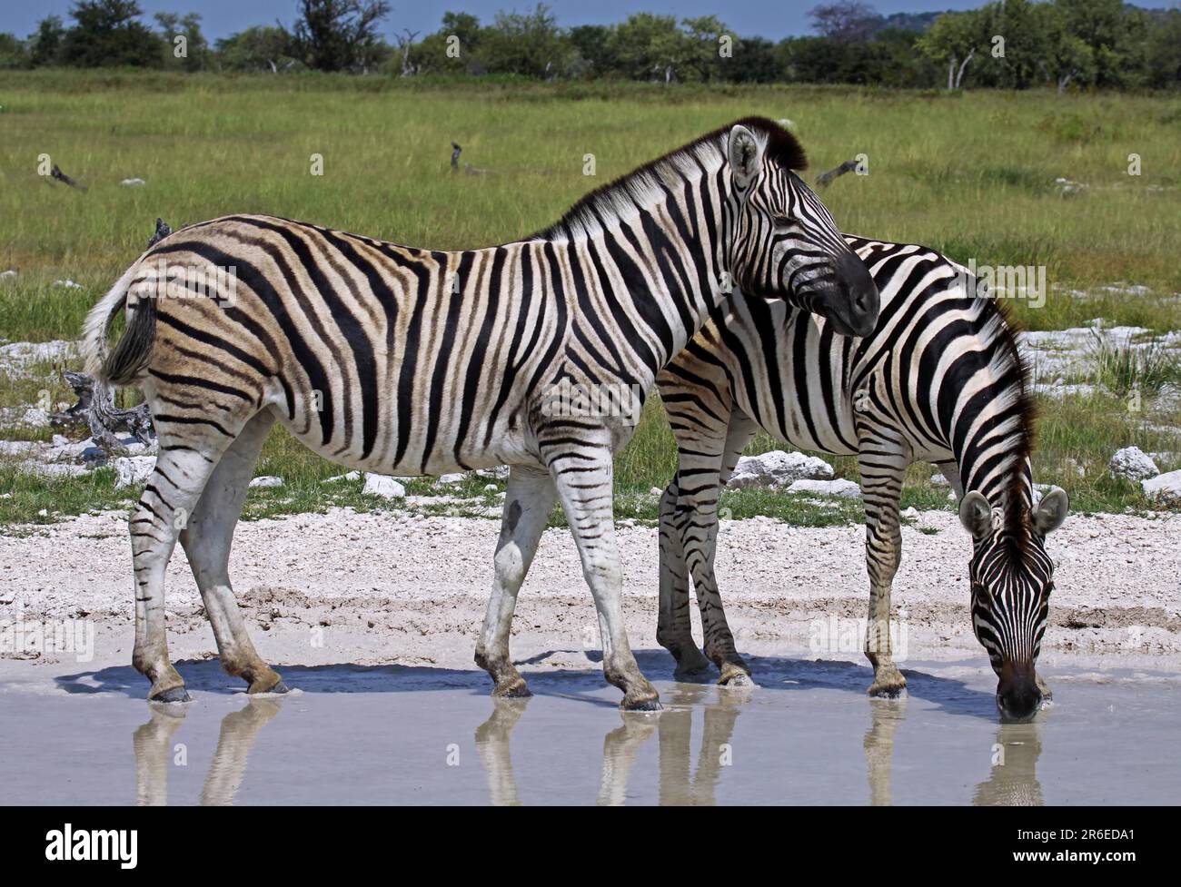 Zebra, Steppenzebra, Etosha, Namibia, Plains Zebra (Perissodactyla ...