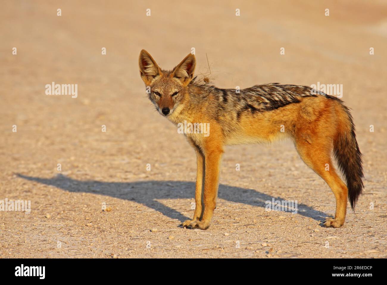 Black-backed jackal (Canis mesomelas), Namibia Stock Photo - Alamy