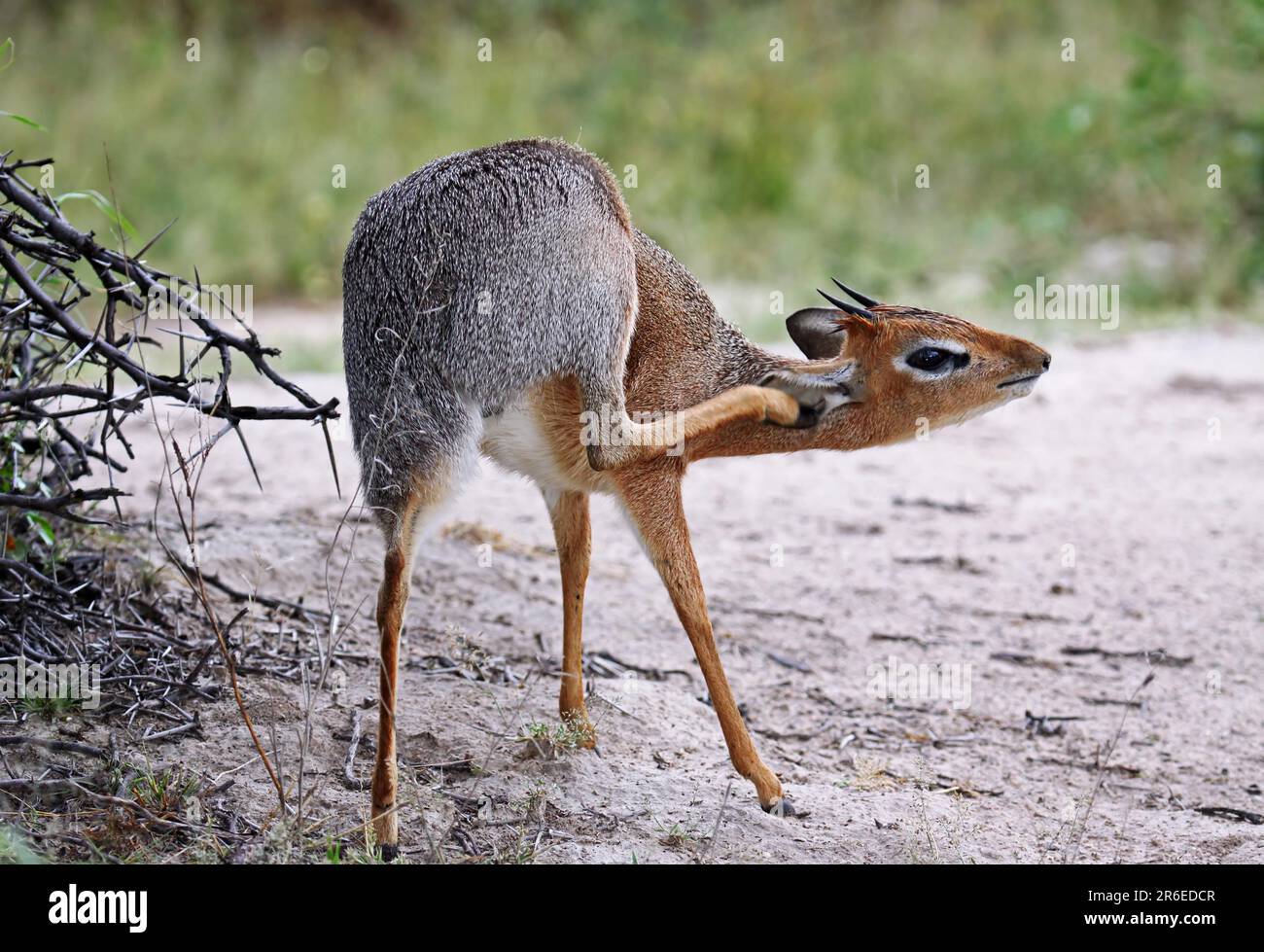Damara Dik Dik (Madoqua) damarensis, Namibia, the smallest antelope in ...