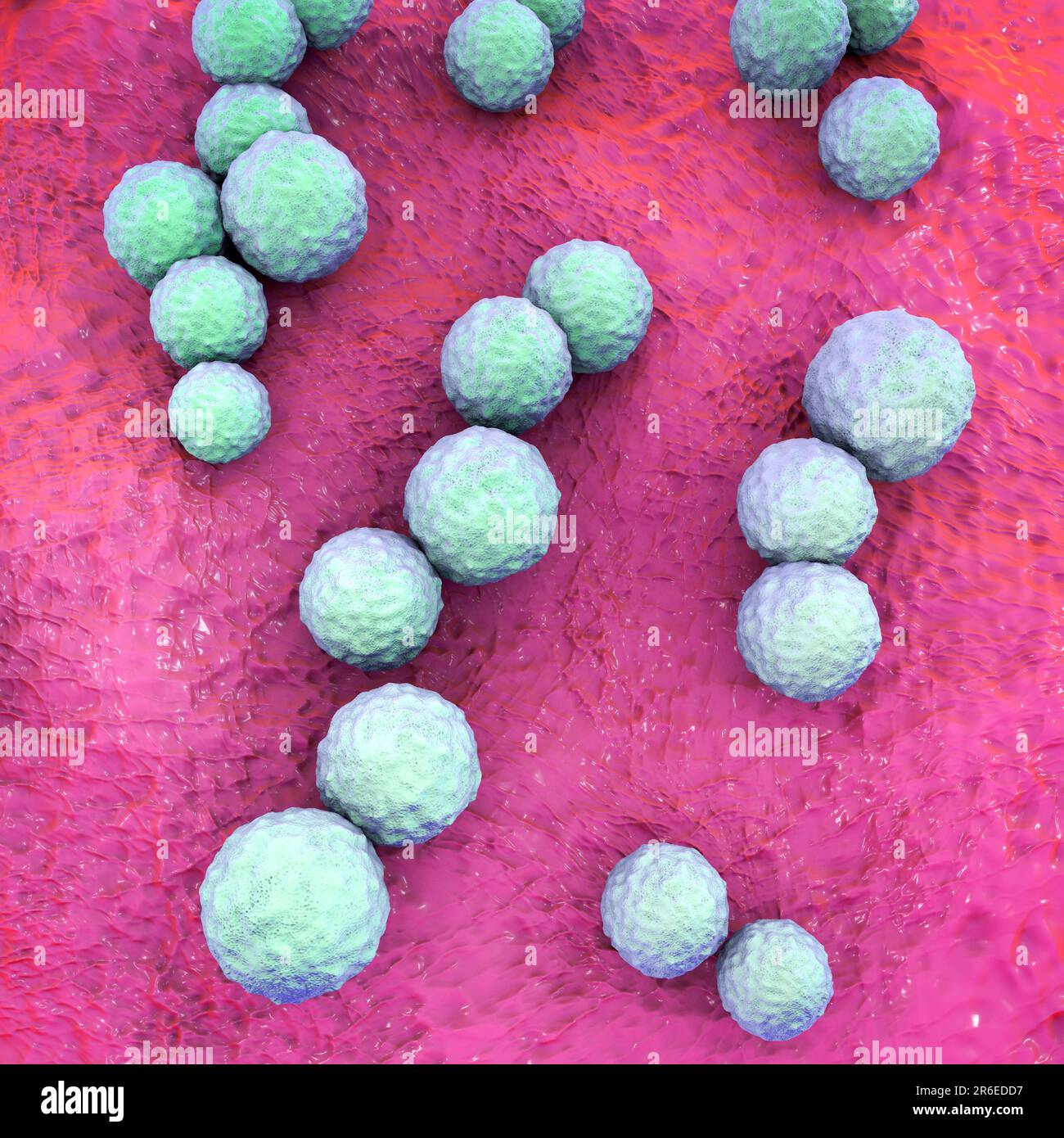 Streptococcus mutans bacteria, computer illustration. These are Gram ...