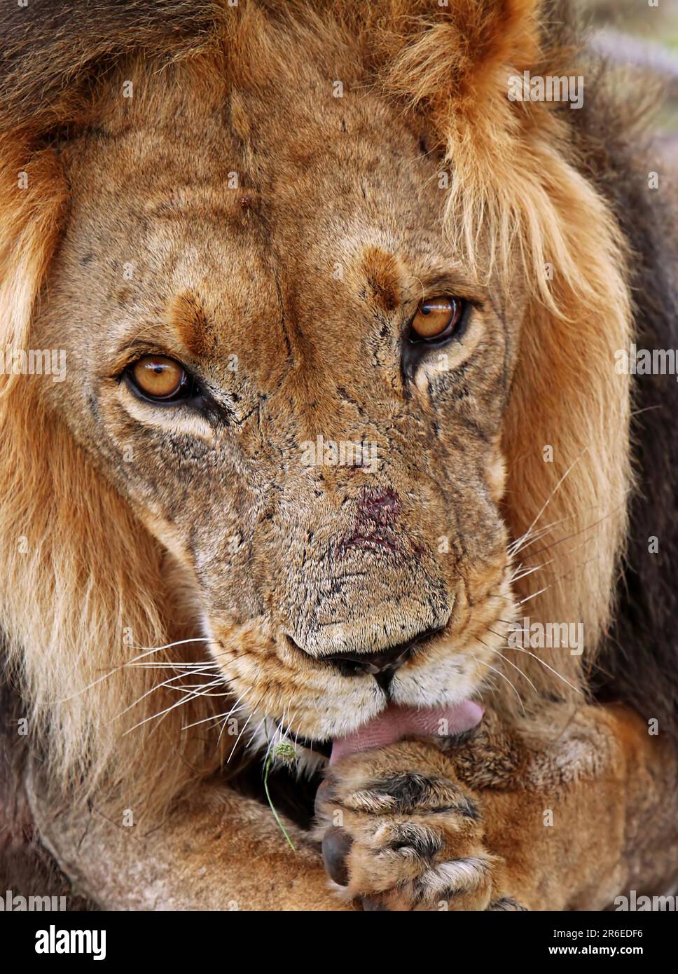 Kalahari wild cat hi-res stock photography and images - Alamy